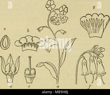 'Flora of Syria, Palestine, and Sinai' (1896) provides an in-depth look ...