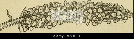 The 'Flora of Syria, Palestine, and Sinai' (1896) documents the plant ...