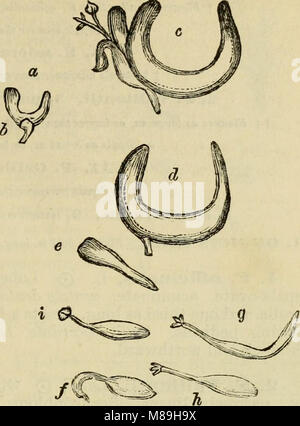 Flora of Syria, Palestine, and Sinai - from the Taurus to Ras Muhammas ...
