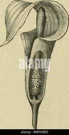 'Flora of Syria, Palestine, and Sinai' (1896) provides an in-depth look ...