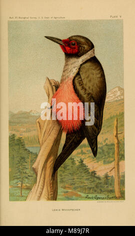 This study on woodpecker food habits provides a detailed look at their ...