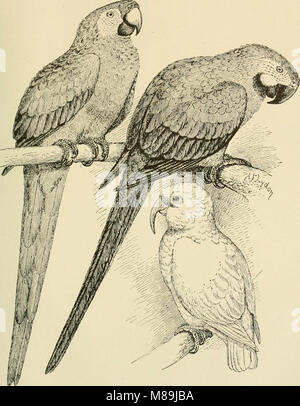 'Foreign Birds for Cage and Aviary' (1910) is a guide detailing various ...