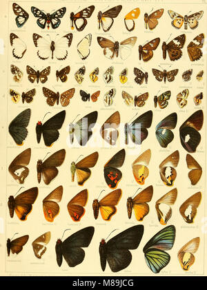 This 1907 work presents a systematic study of the large butterflies of ...