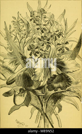 Frank Radcliffe; a story of travel and adventure in the forests of ...