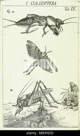 'Die Kennzeichen der Insekten' (1761), written by Karl Linnaeus ...