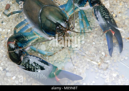 Large Australian yabby Stock Photo - Alamy