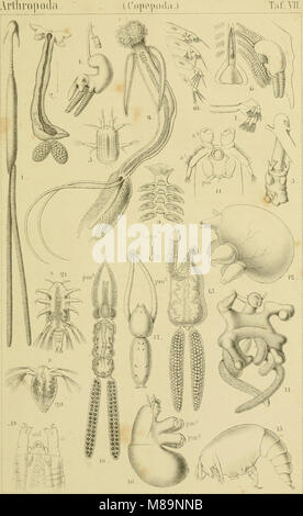 This work describes the classification of crustaceans and insects ...