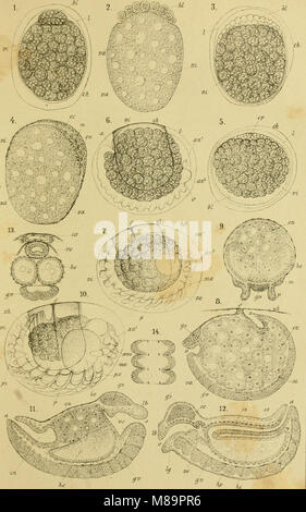 This 1866 work provides a scientific classification and detailed ...