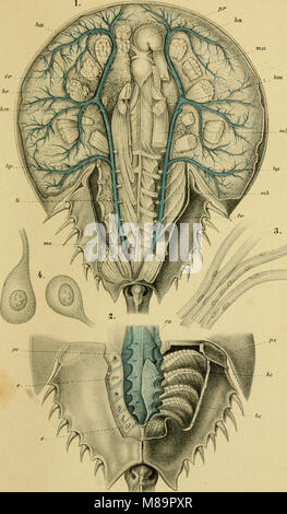 This 1866 work presents a scientific description of the classes and ...