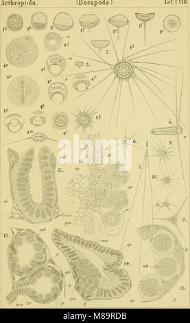 This work describes the anatomy and behavior of invertebrates observed ...
