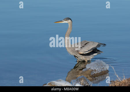 Great blue heron wading along the coast of Little Cayman Island while ...