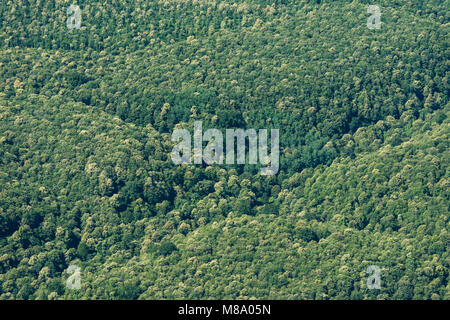 Aerial image of forests covering the volcanic zone of Colli Albani ...