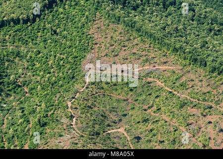 Aerial image of forests covering the volcanic zone of Colli Albani ...