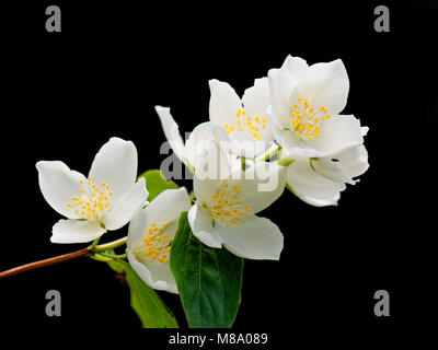Scentless Mock Orange (Philadelphus inodorus Stock Photo - Alamy