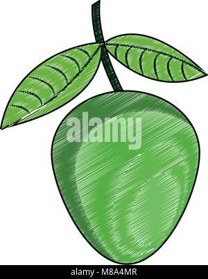 genip fruit isolated vector illustration graphic design Stock Vector ...