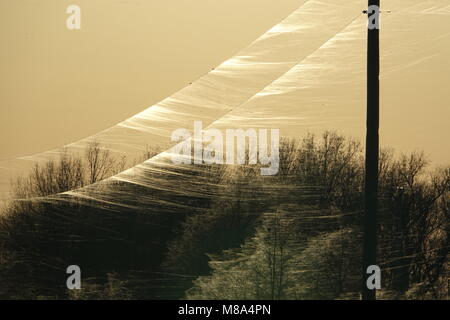 Spiders use their webs as ballooning to migrate Stock Photo - Alamy