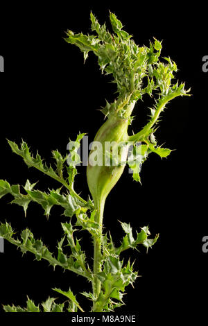 Galls caused by gall flies on mango leaf Stock Photo - Alamy