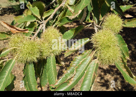 Branches of a chestnut tree with fruits in the bush Stock Photo - Alamy