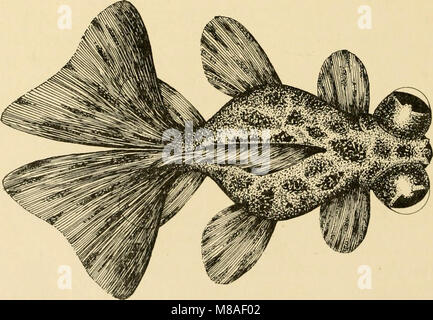 This guide provides information on goldfish breeds and other aquarium ...