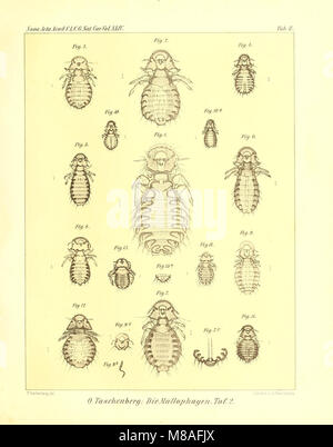 'Die Mallophagen' (1882) examines the Mallophaga (chewing lice) family ...