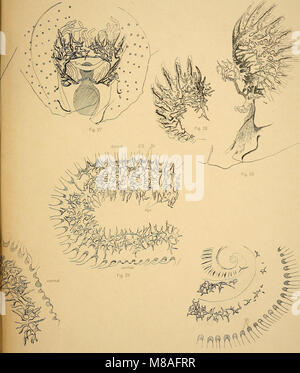 The German South Polar Expedition (1901-1903) aboard the research ...