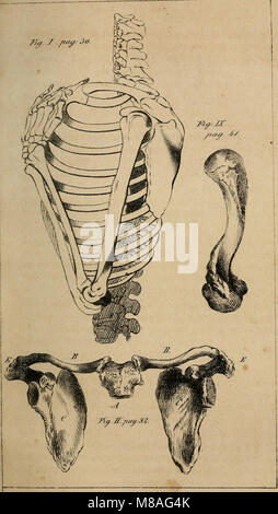 Die menschliche Hand und ihre Eigenschaften (1836) examines the anatomy ...