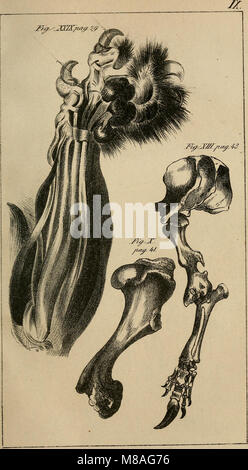 This work explores the anatomical evolution of human beings, focusing ...