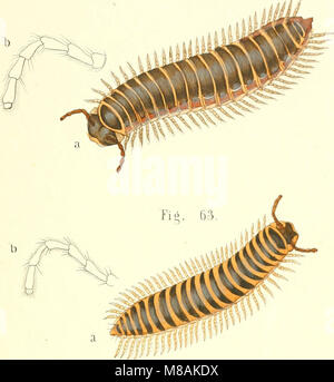 'Die Myriapoden' (1863) is a detailed study of myriapods, depicting and ...