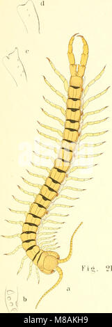 'Die Myriapoden' (1863) is a detailed study of millipedes and ...