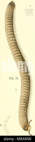 *Die Myriapoden* (1863) is a detailed work on myriapods, including ...