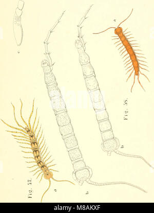 This work focuses on insects, millipedes, and spiders, detailing their ...
