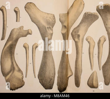 Halitherium schinzi, die fossile Sirene des Mainzer Beckens. Eine ...