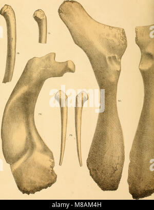 Halitherium schinzi, die fossile Sirene des Mainzer Beckens. Eine ...