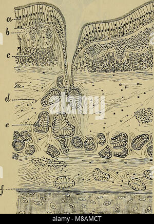 This manual provides a detailed study of human embryology, including ...