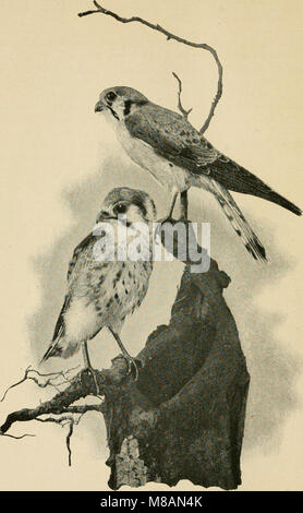 This handbook provides a detailed description of bird species in the ...