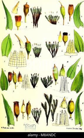 The 'Handbook of British Mosses' (1863) provides a detailed guide to ...