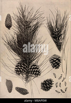 The 1907 'Handbook of the Trees of the Northern States and Canada ...