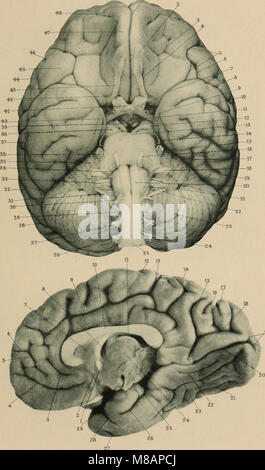 The 1899 'Handbuch der Anatomie und vergleichenden Anatomie des ...