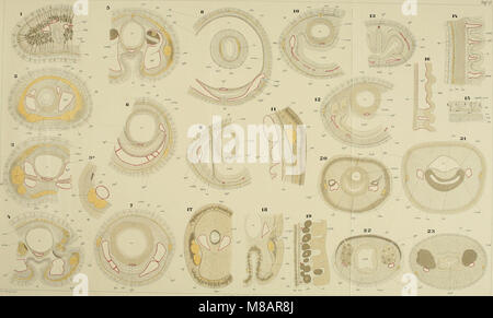 This 1895 work focuses on the Nemertean species found in the Gulf of ...