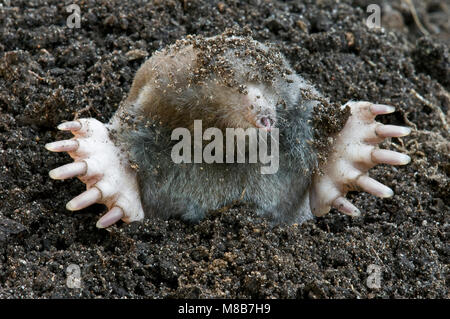 Eastern Mole (Scalopus aquaticus Stock Photo - Alamy