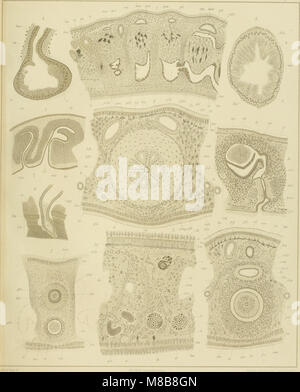 Die Polycladen (Seeplanarien) des Golfes von Neapel und der ...