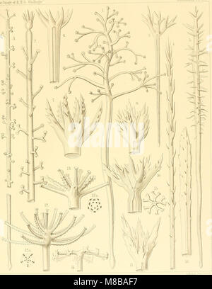This 1888 monograph on Radiolaria (Rhizopoda radiaria) provides a ...