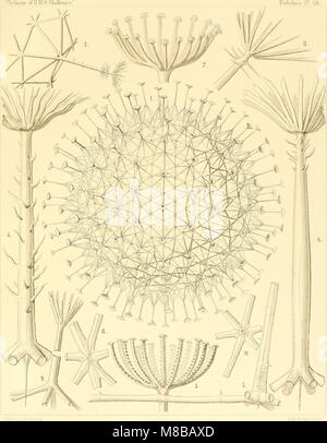 'Die Radiolarien' (1888) is a monograph on Radiolaria, a group of ...