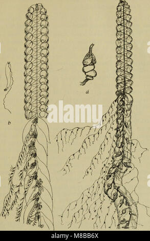 'Danmarks Fauna' is an illustrated guide to the animal life of Denmark ...