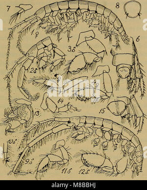 This illustrated guide provides an overview of Denmark's fauna ...