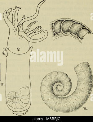 This guide, published in 1907, provides an overview of fossil ...