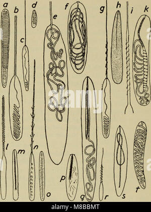 This work on Denmark's fauna provides detailed illustrations of two ...