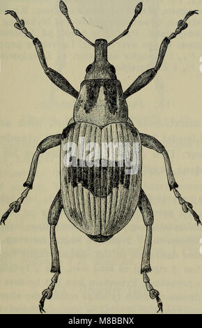 This illustrated guide to Denmark's fauna covers the morphology of ...