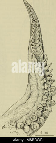 This Danish fauna guide presents detailed illustrations and ...