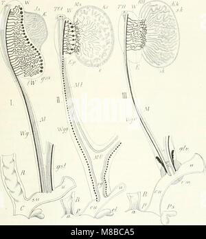 . An introduction to the study of mammals living and extinct. Mammals ...